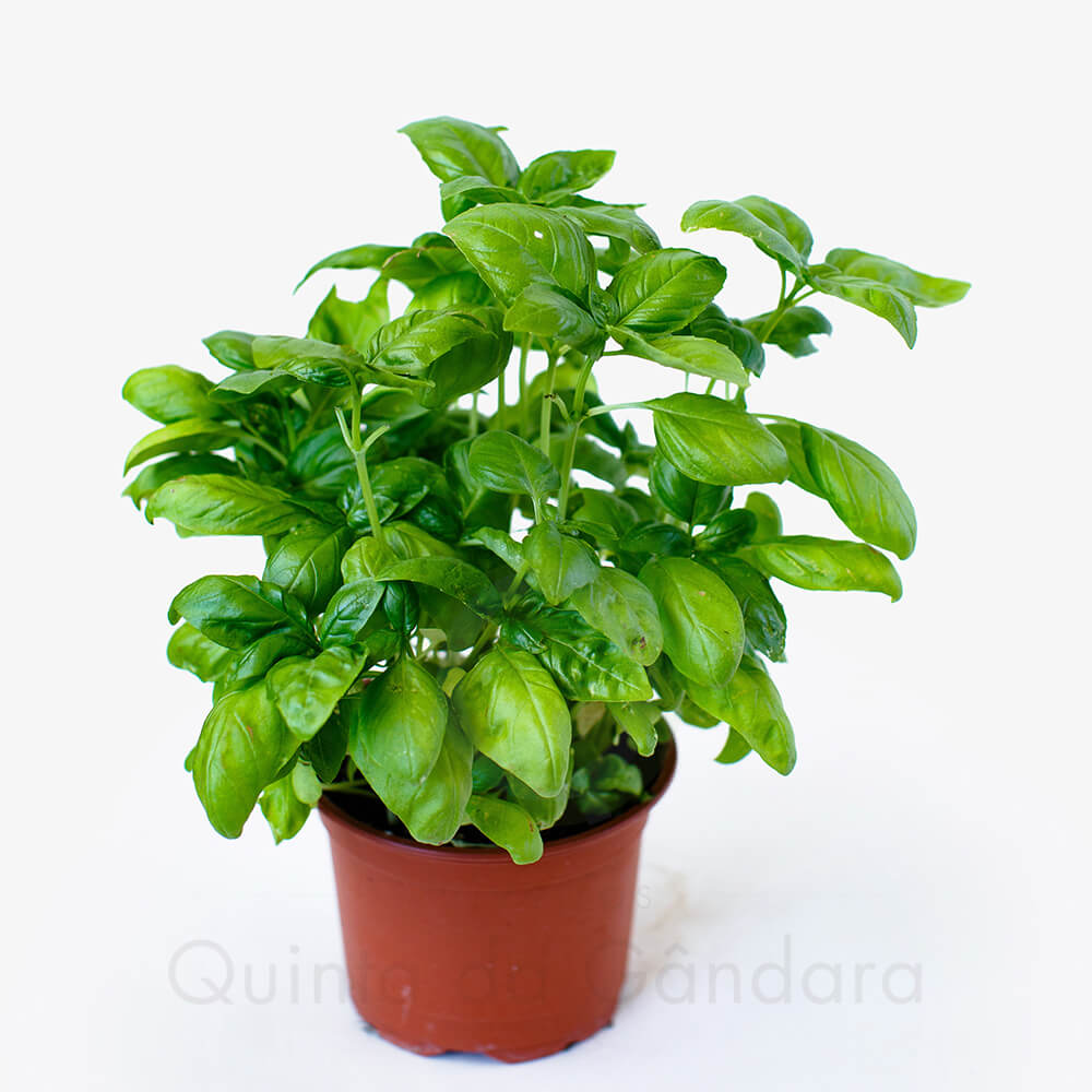 Manjericão - Aromáticas | Viveiros Quinta da Gândara