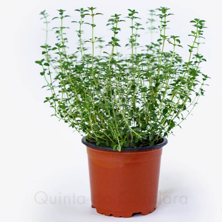 Tomilho - Aromáticas | Viveiros Quinta da Gândara